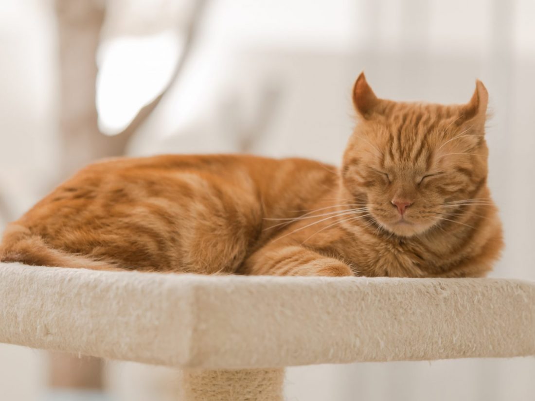 Travelling to Feline Fine - Feline Fine Cat Hotel, Hampshire's Purrfect ...
