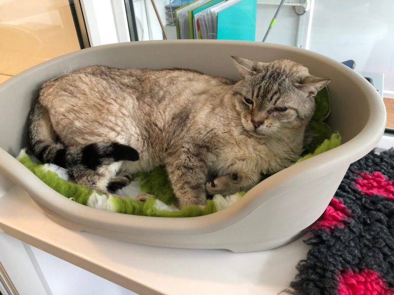Galleries - Feline Fine Cat Hotel, Hampshire's Purrfect Cat Hotel