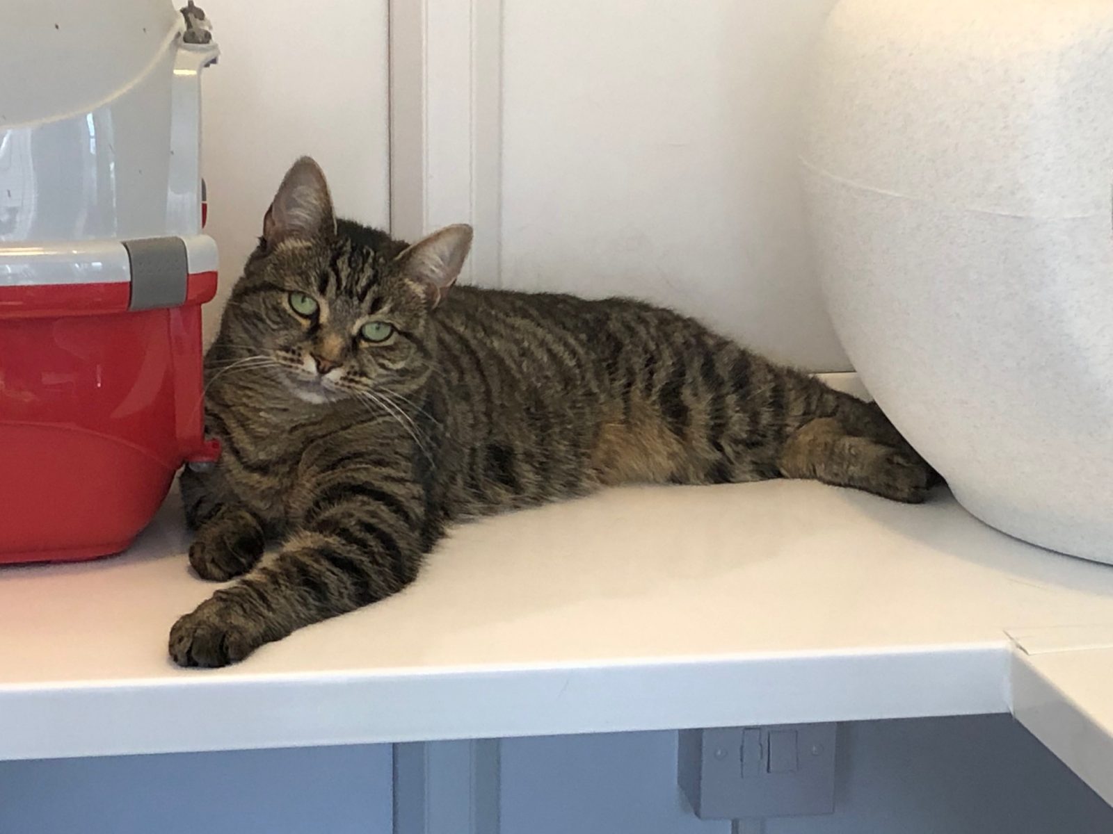 Galleries - Feline Fine Cat Hotel, Hampshire's Purrfect Cat Hotel